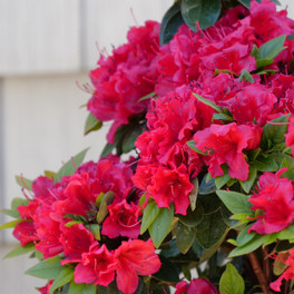 Perfecto Mundo® Orange Azalea | Plant Addicts