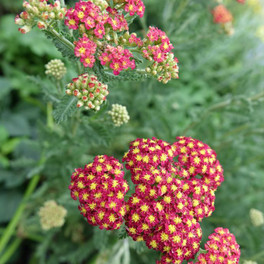 Firefly Peach Sky Yarrow | Plant Addicts