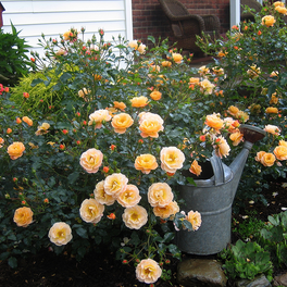 Yellow Floral Carpet® Rose | Plant Addicts