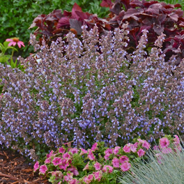 Blue Wonder Catmint | Plant Addicts