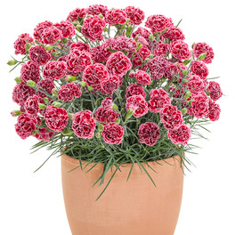 Fruit Punch® Spiked Punch Pinks Dianthus | Plant Addicts