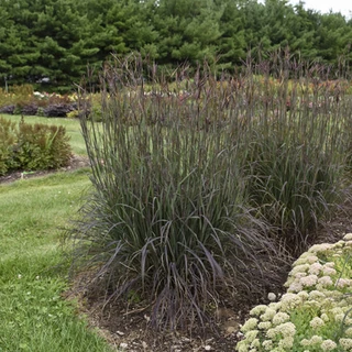 Bluestem Grass | Plant Addicts