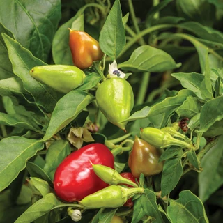 Sweet Heat Pepper | Plant Addicts