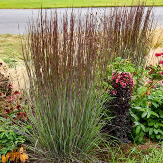 Bluestem Grass | Plant Addicts