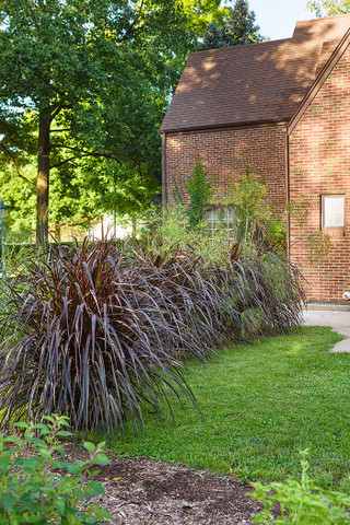Graceful Grasses® Vertigo® Purple Fountain Grass | Plant Addicts