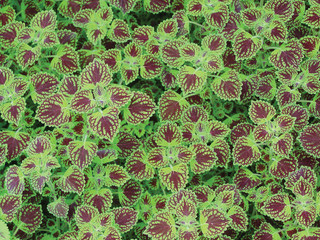ColorBlaze® Chocolate Drop Coleus | Plant Addicts