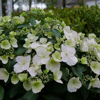 Hydrangeas For Sale & Hydrangea Information | Plant Addicts