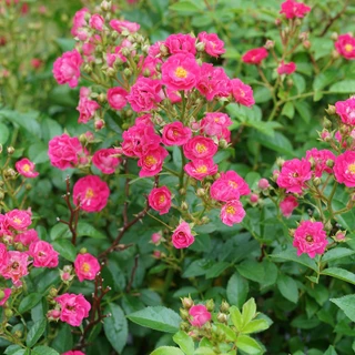 Oso Easy® Urban Legend® Rose Bushes | Plant Addicts