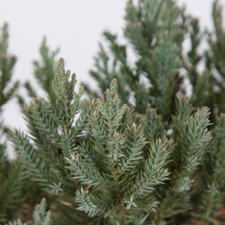 Blueberry Delight Juniper | Plant Addicts