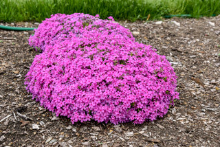 Spring Bling Ruby Riot Phlox | Plant Addicts
