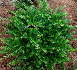 Bayou Bliss Distylium | PlantAddicts.com