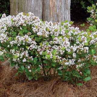 Eleanor Taber Indian Hawthorn | PlantAddicts.com