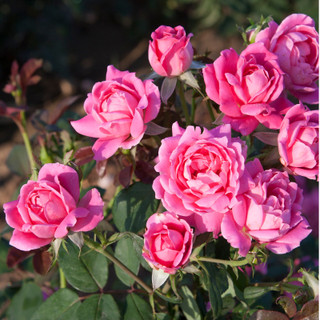 Coral Knock Out Rose | PlantAddicts.com