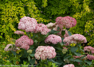 Invincibelle® Spirit II Hydrangea | Shop Care Info | Plant Addicts