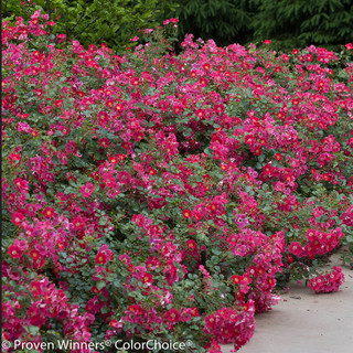 Oso Easy Roses | Plant Addicts