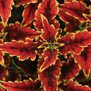 Coleus Plants For Sale | Plant Addicts