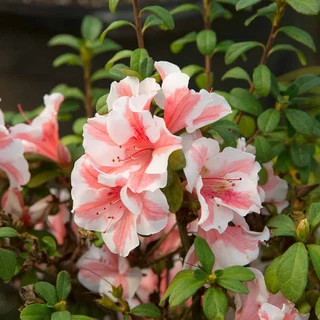 Autumn Coral Encore Azalea | PlantAddicts.com