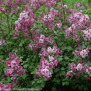 Lilac Shrubs For Sale | Plant Addicts