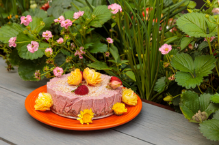 Garlic Chives Geisha Allium | Plant Addicts