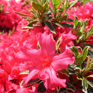 Arctic Rose Azalea | Plant Addicts