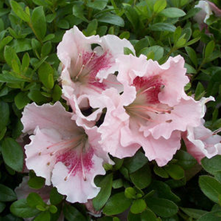 Blaauws Pink Azalea | Plant Addicts