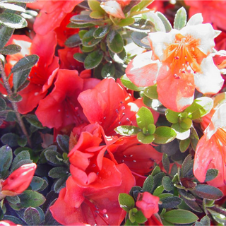 Girard's Pleasant White Evergreen Azalea | PlantAddicts.com