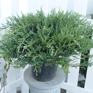 Blueberry Delight Juniper | Plant Addicts