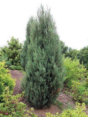 Red Arrow Veronicastrum Virginicum | Plant Addicts