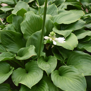 Avocado Hosta | Plant Addicts