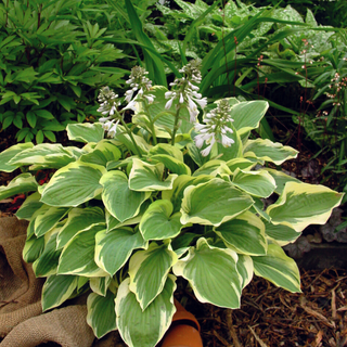 Avocado Hosta | Plant Addicts