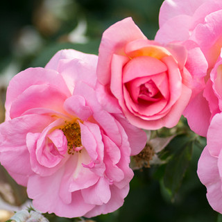 Petite Knock Out® Miniature Rose | Plant Addicts