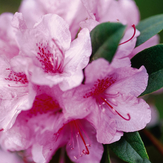 Blue Baron Rhododendron | Plant Addicts