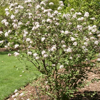 Spice Island Korean Spice Bush | Plant Addicts