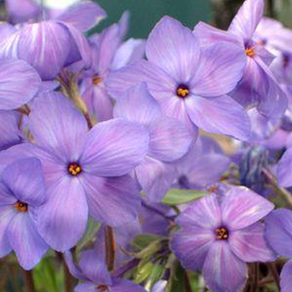 Violet Pinwheels Creeping Phlox | Plant Addicts