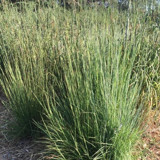 Bluestem Grass | Plant Addicts