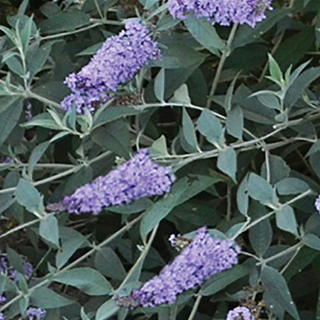 Dapper® Lavender Butterfly Bush | Plant Addicts