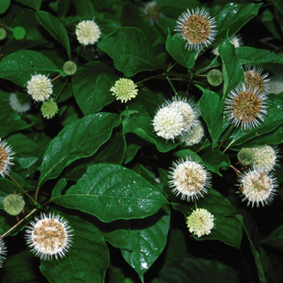Common Buttonbush | Plant Addicts