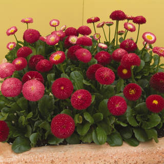 Bellissima™ Red English Daisy | Plant Addicts