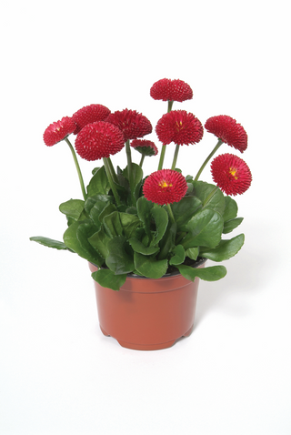 Bellissima™ Red English Daisy | Plant Addicts