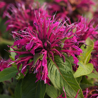Bee Balm Plants | Monarda | Plant Addicts