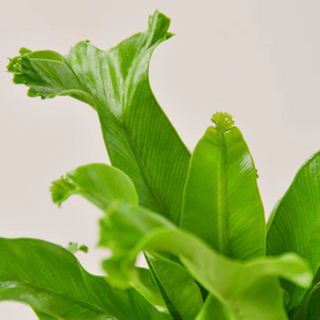 Leslie Bird's Nest Fern | Plant Addicts