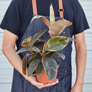 Ruby Pink Rubber Tree | Plant Addicts