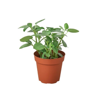 Peperomia Plants | Plant Addicts