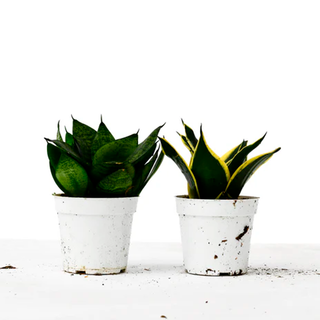 Snake Plants | Sansevieria | Mother-In-Law's Tongue | Plant Addicts
