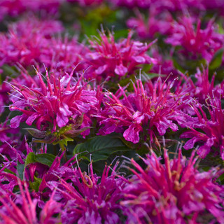 Bee Balm Plants | Monarda | Plant Addicts