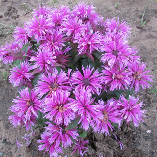 Bee Balm Plants | Monarda | Plant Addicts