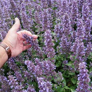 Prelude™ Blue Japanese Catmint | Plant Addicts