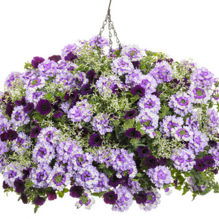 Supertunia Mini Vista® Midnight Petunia | Plant Addicts