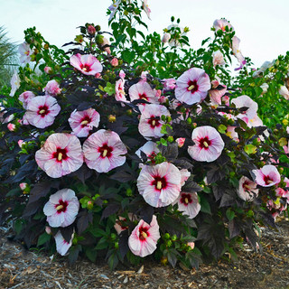 Summerific® Candy Crush Hibiscus | Plant Addicts