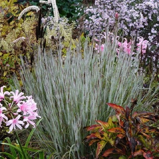Bluestem Grass | Plant Addicts